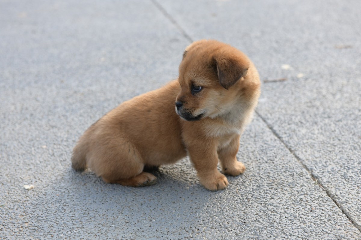 Puppy、Dog、Animal - 免费可商用图片 - CC0素材网